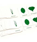 Botany Cabinet Control Chart | E&O Montessori