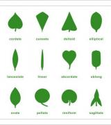 Botany Cabinet with 18 Insets | E&O Montessori