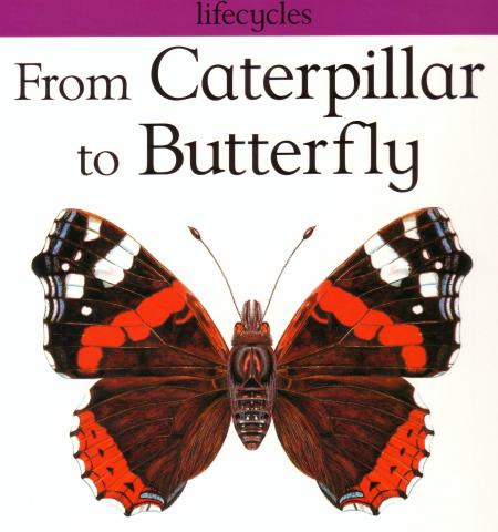 How Things Grow - Caterpillar to Butterfly | E&O Montessori