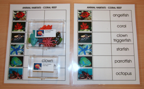 Animal Habitats - Coral Reef | E&O Montessori
