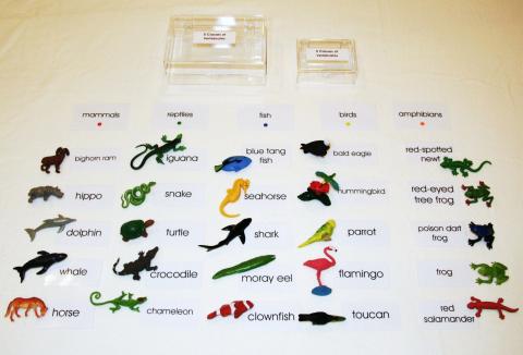 Five Classes of Vertebrates | E&O Montessori