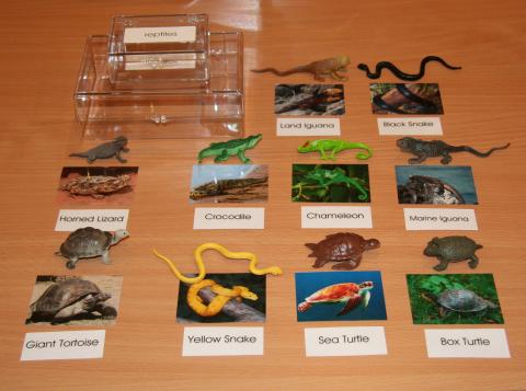 Reptiles Matching Set with 10 Objects and Picture Cards | E&O Montessori