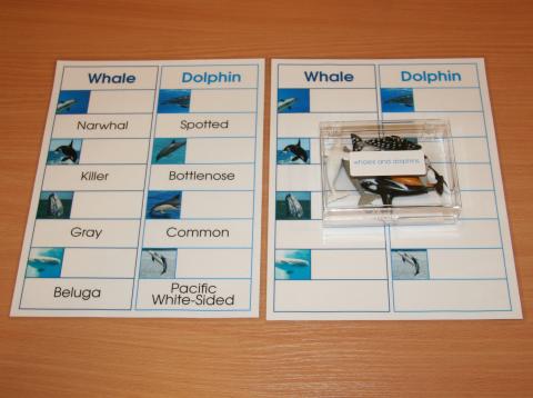 Whales & Dolphins Sorting Set | E&O Montessori