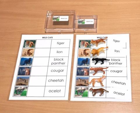 Wild Cats | E&O Montessori