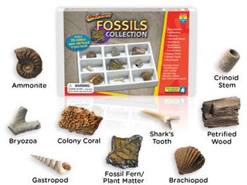 Earth Science - Fossil Collection | E&O Montessori
