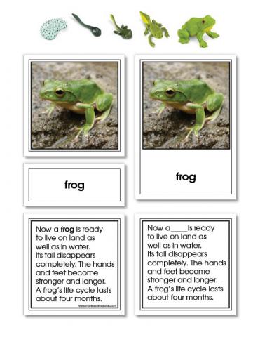 Frog Life Cycle Activity Set | E&O Montessori