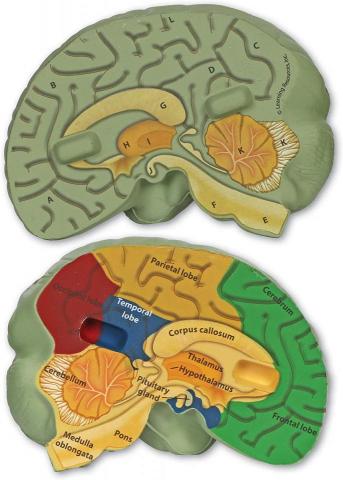 Cross-Section Human Brain Model | Montessori Science Material | E&O ...