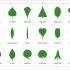 Botany Cabinet Control Chart | E&O Montessori