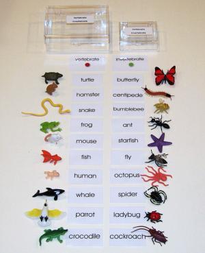 Vertebrate and Invertebrate | E&O Montessori